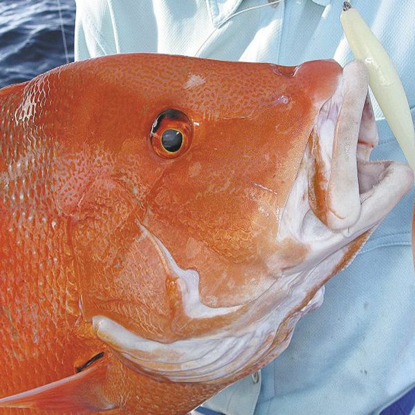 Red Emperor Fresh Wild Caught - Gold Coast