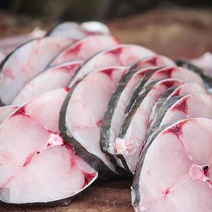 Spanish Mackerel Fresh Wild Caught - Gold Coast