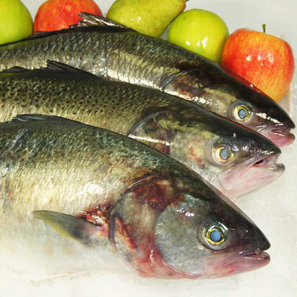 Fresh Whole Fish Archives - Page 3 of 7 - Gold Coast