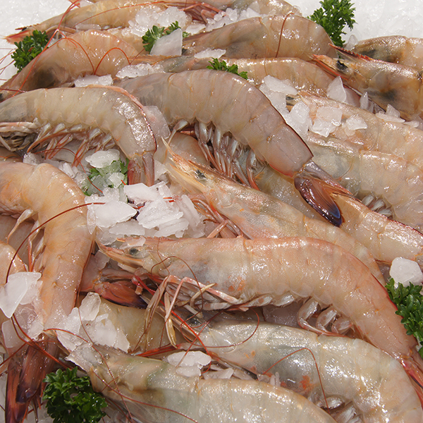Large Fresh Queensland Wild Caught Prawns - Gold Coast